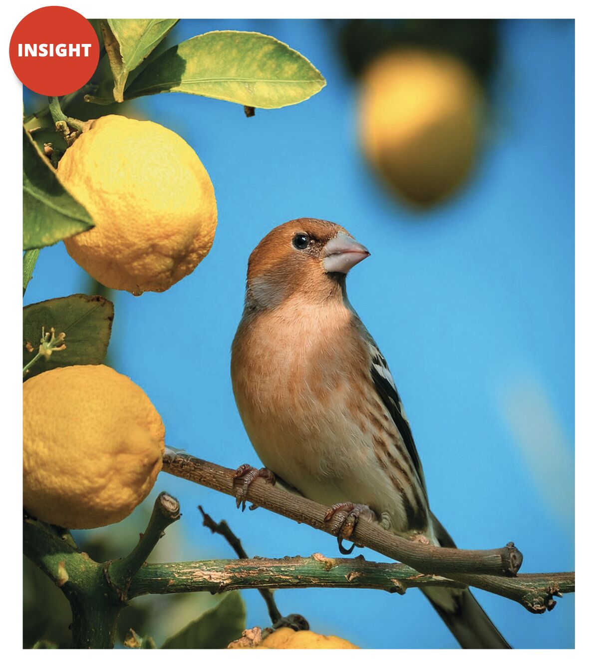 Scripturient: Handover – matt finch / mechanical dolphin